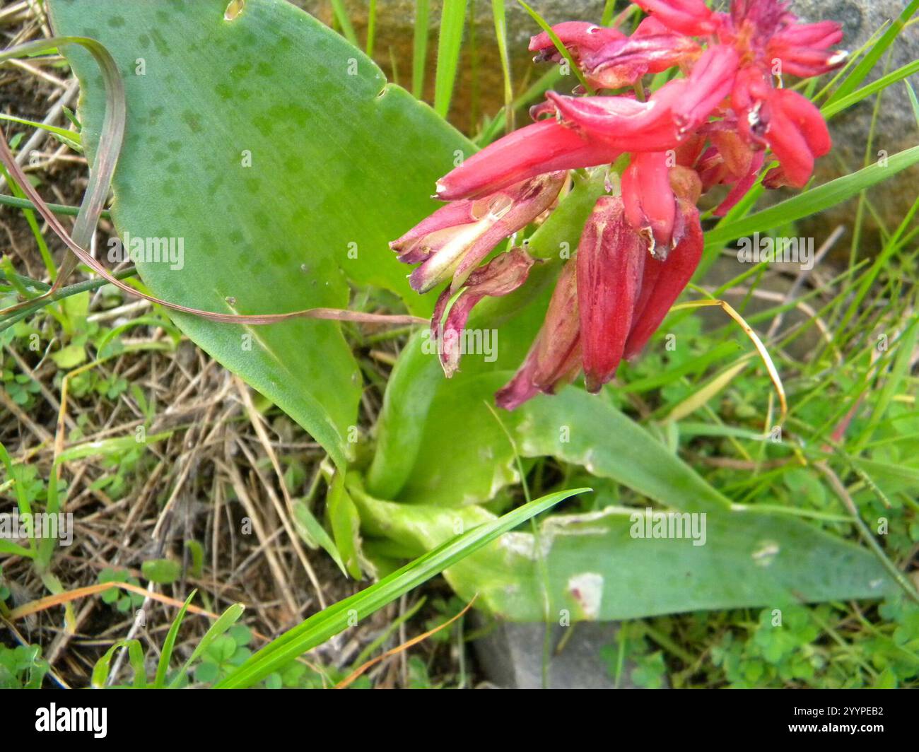 Red Viooltjie (Lachenalia bulbifera Stock Photo - Alamy