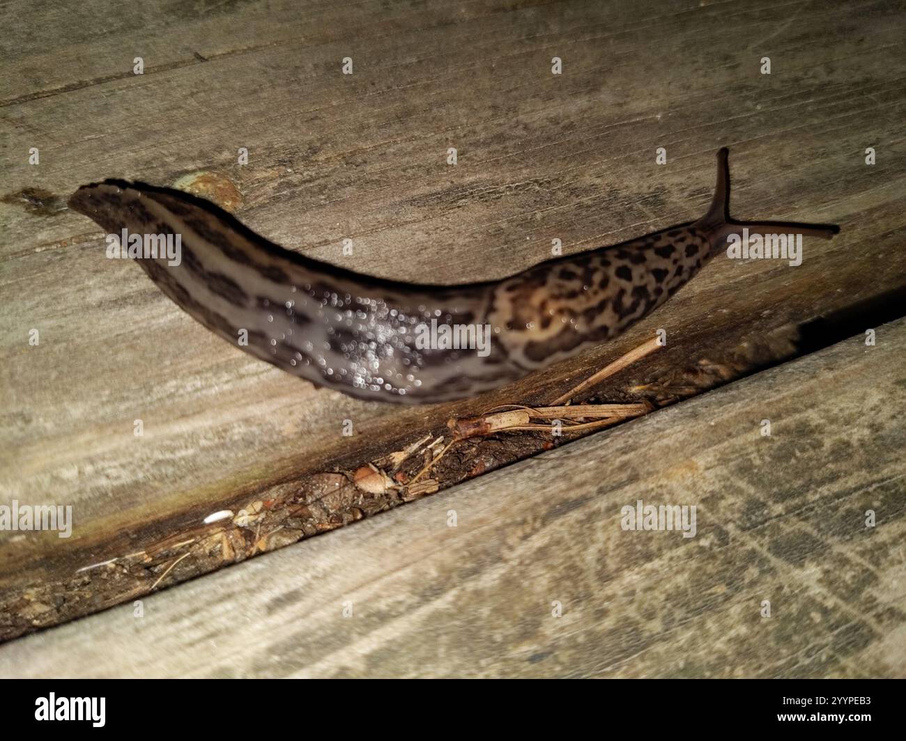 Leopard Slug (Limax maximus Stock Photo - Alamy