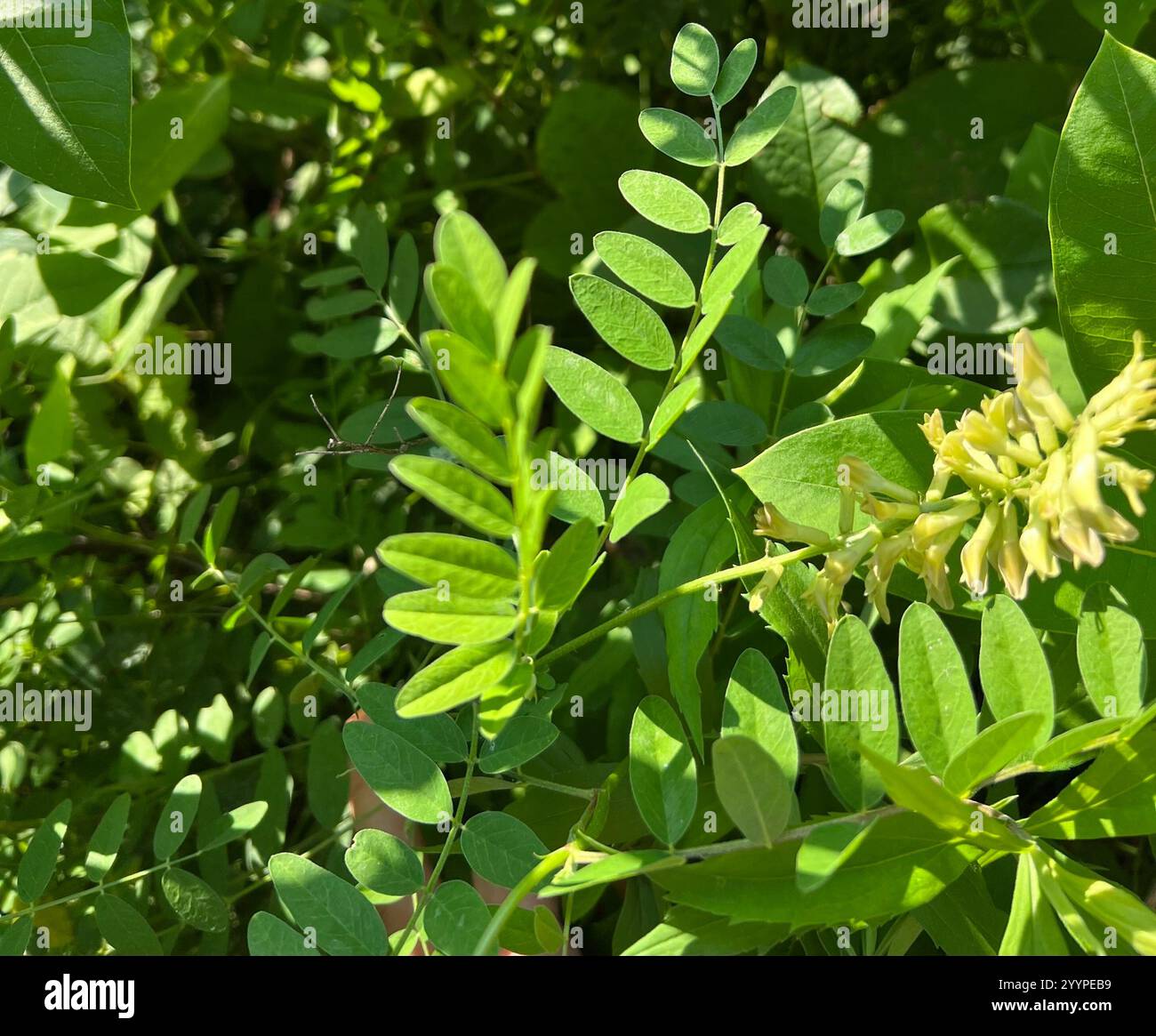 Canadian milkvetch (Astragalus canadensis Stock Photo - Alamy