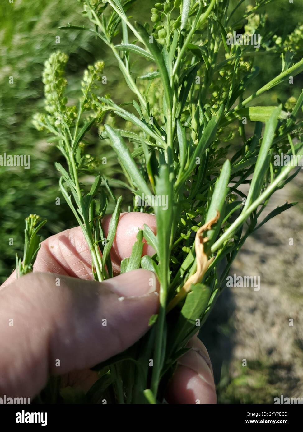 Common Peppergrass (Lepidium densiflorum Stock Photo - Alamy