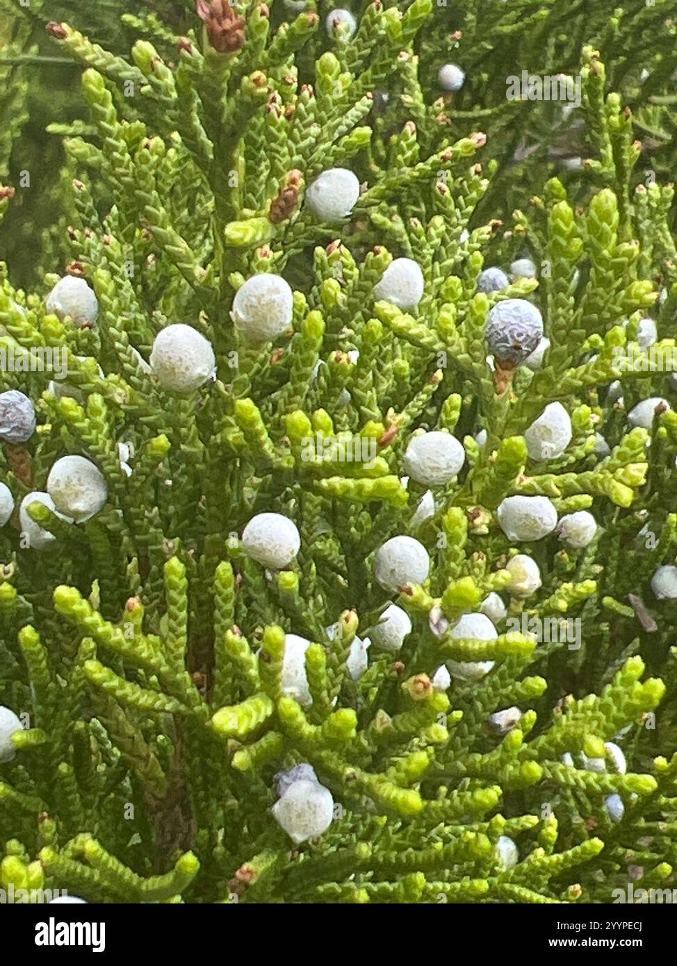 Southern Redcedar (Juniperus virginiana silicicola Stock Photo - Alamy