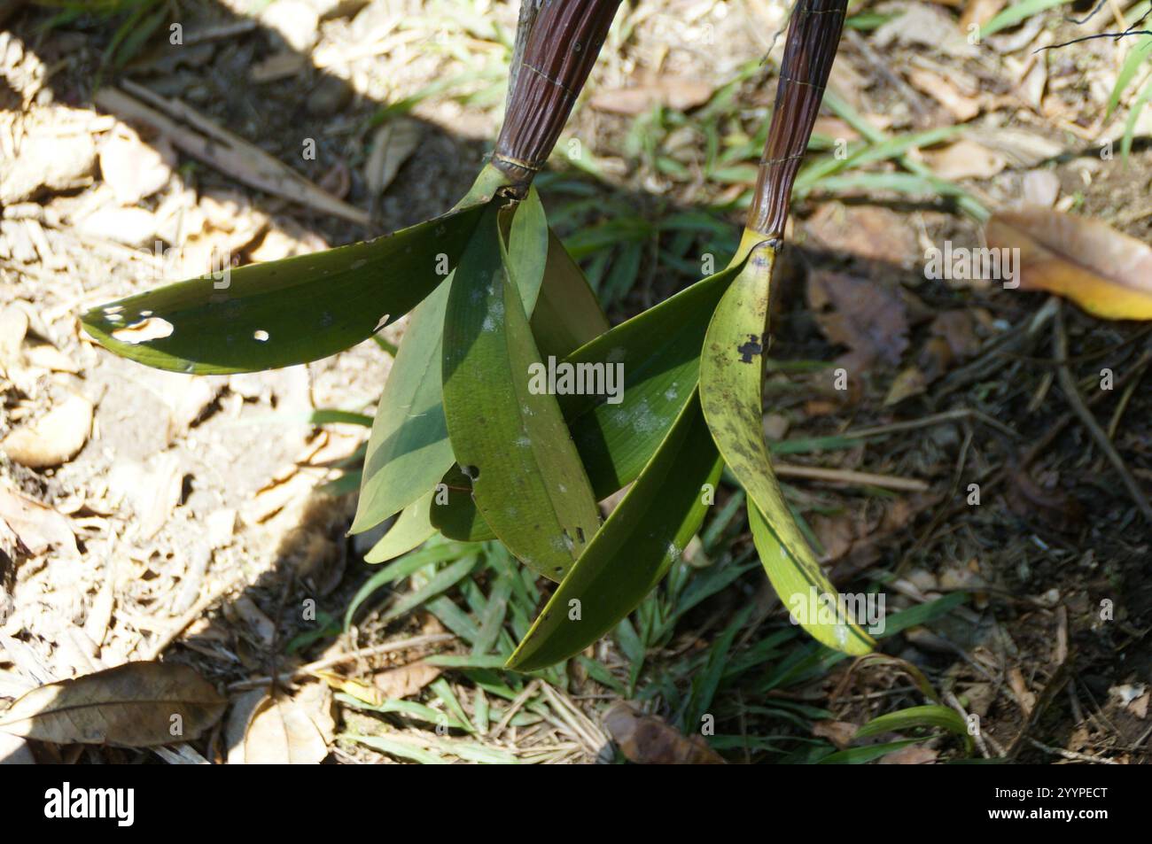 Dendrobium speciosum hi-res stock photography and images - Alamy