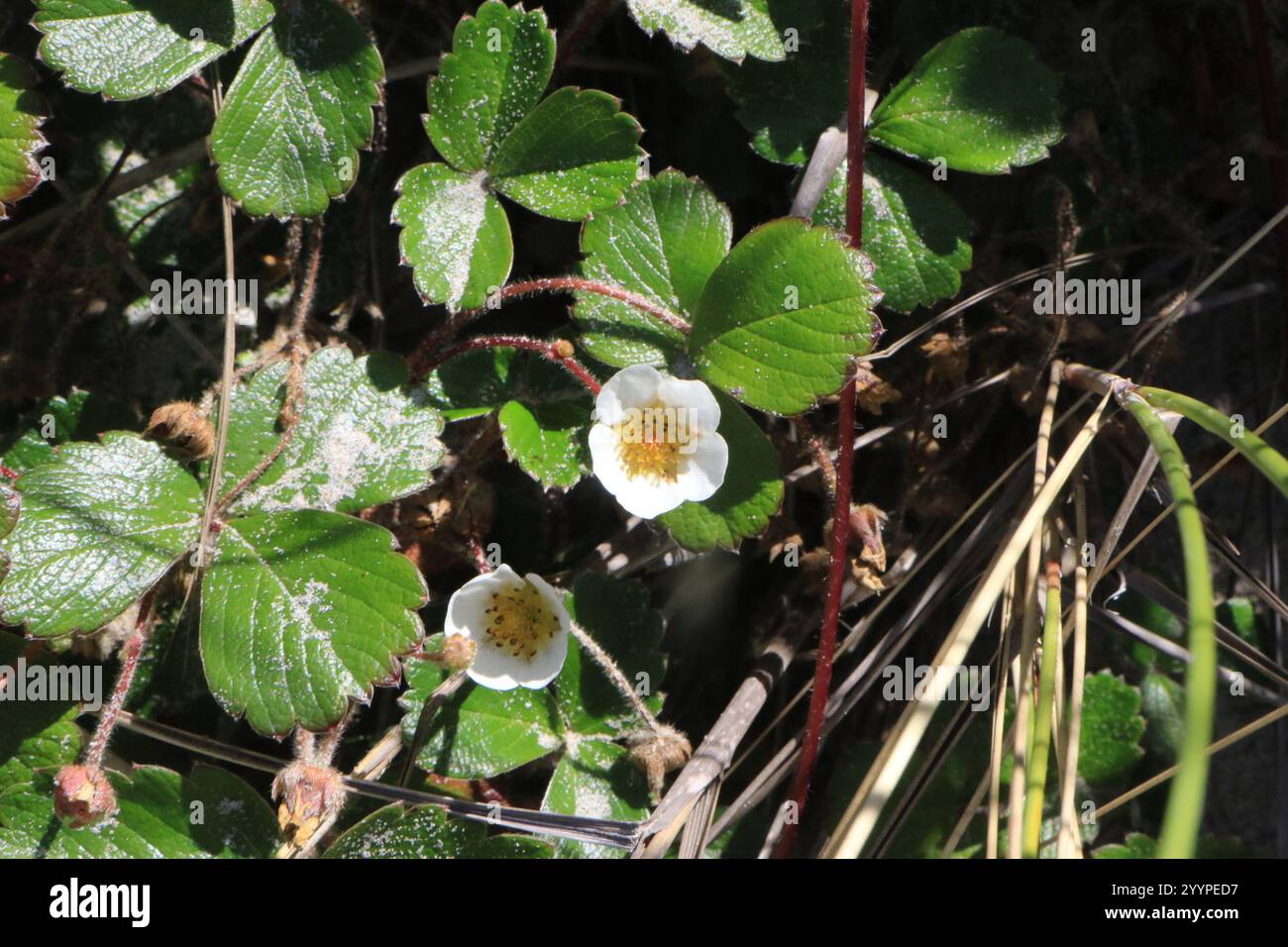 beach strawberry (Fragaria chiloensis Stock Photo - Alamy