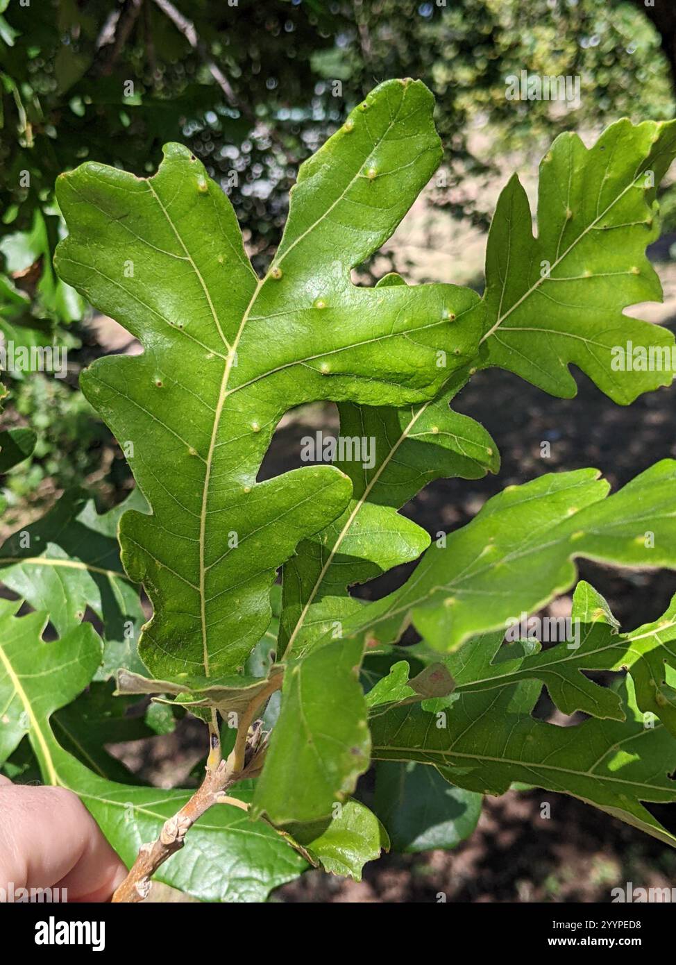 oak flake gall wasp (Neuroterus quercusverrucarum Stock Photo - Alamy