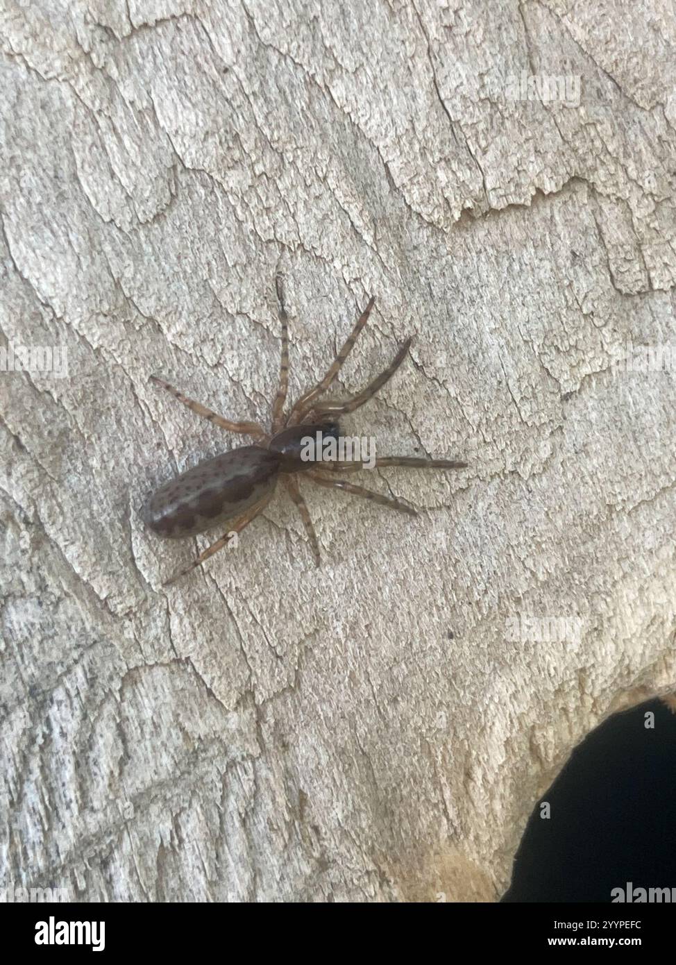 Snake-back Spider (Segestria senoculata Stock Photo - Alamy