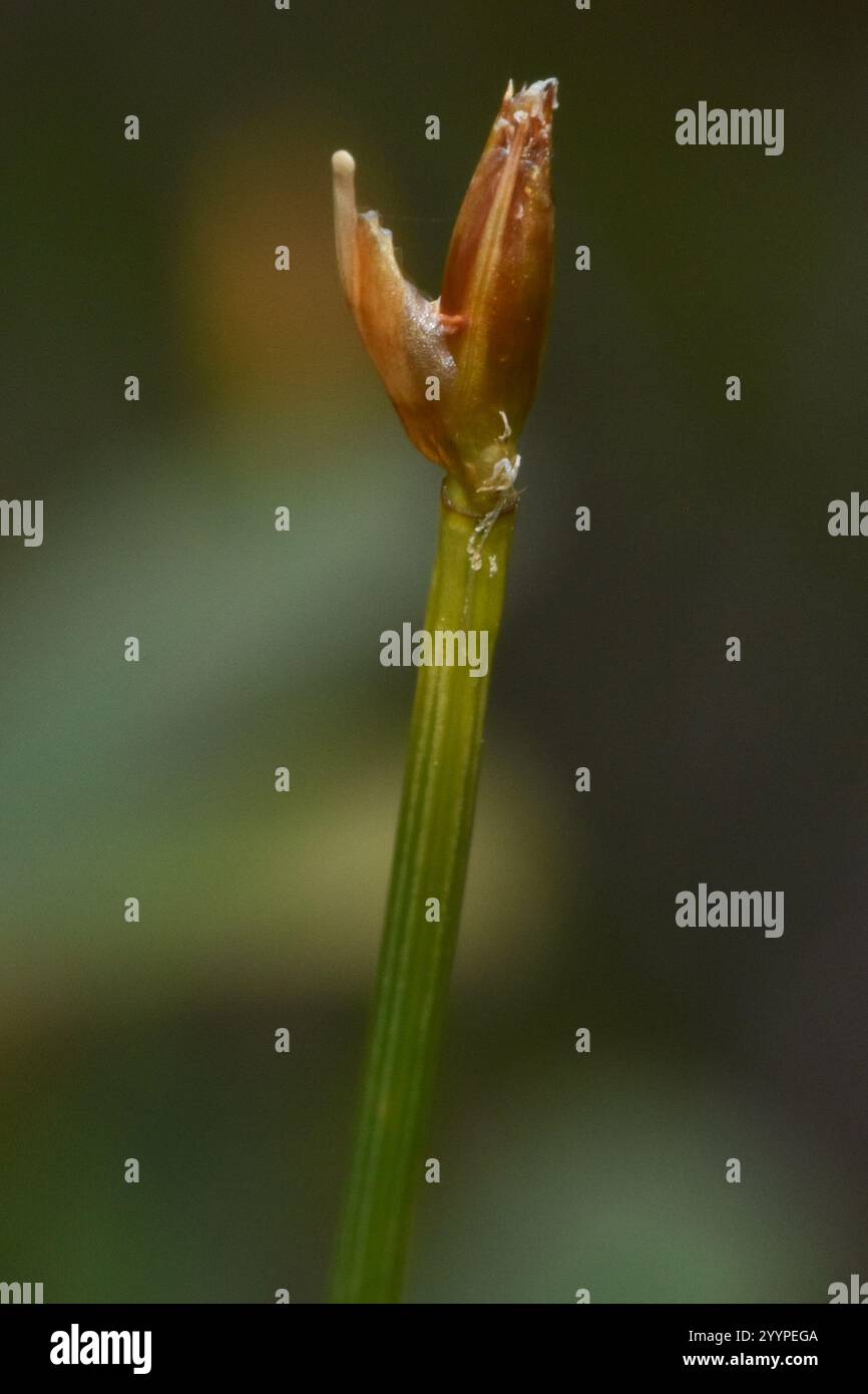 Trichophorum cespitosum hi-res stock photography and images - Alamy