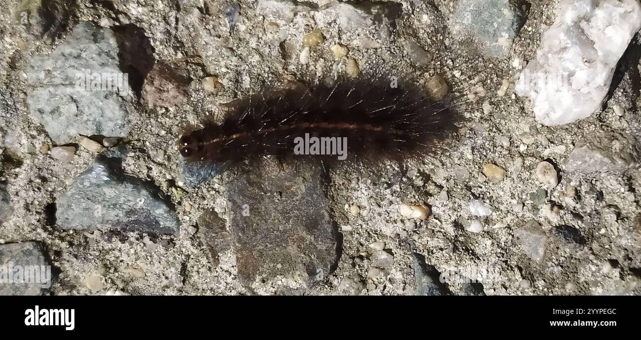 Water Ermine (Spilosoma urticae Stock Photo - Alamy