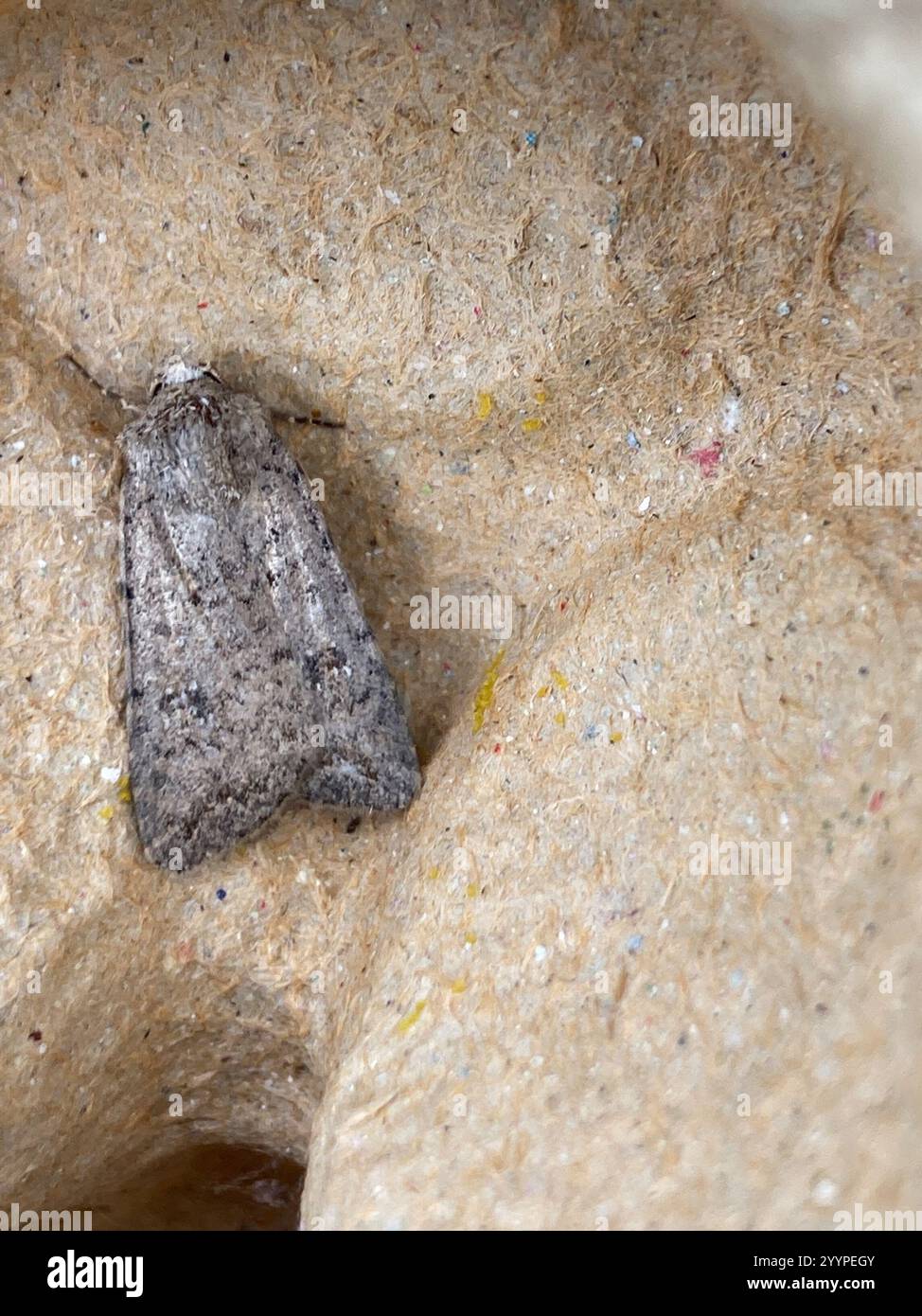 Pale Mottled Willow Moth (Caradrina clavipalpis Stock Photo - Alamy