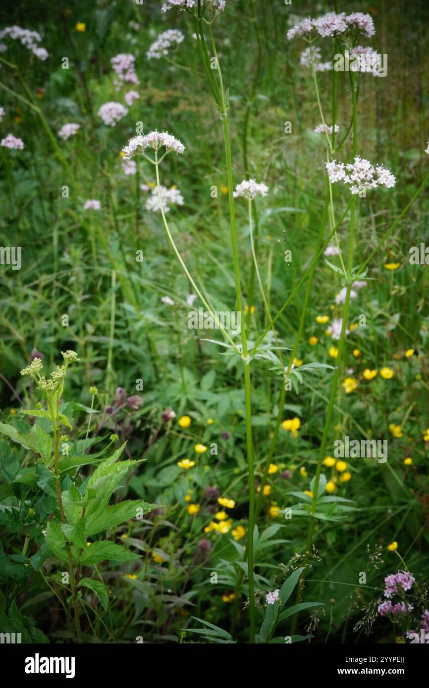 Common Valerian Complex (Valeriana officinalis Stock Photo - Alamy