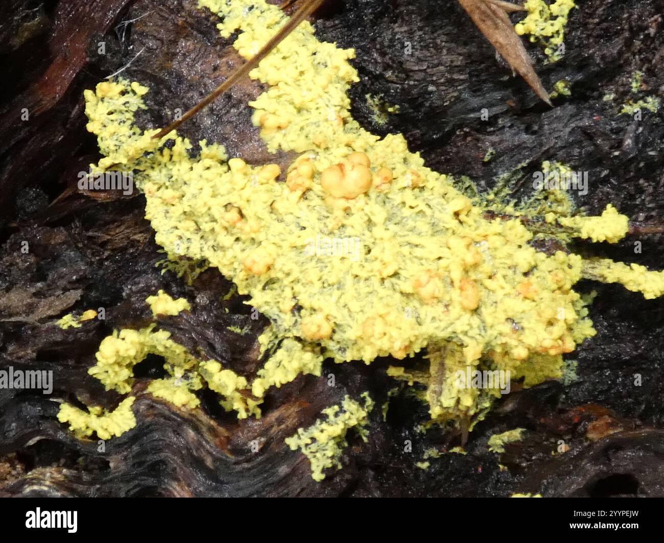 Dog Vomit Slime Mold (Fuligo septica Stock Photo - Alamy