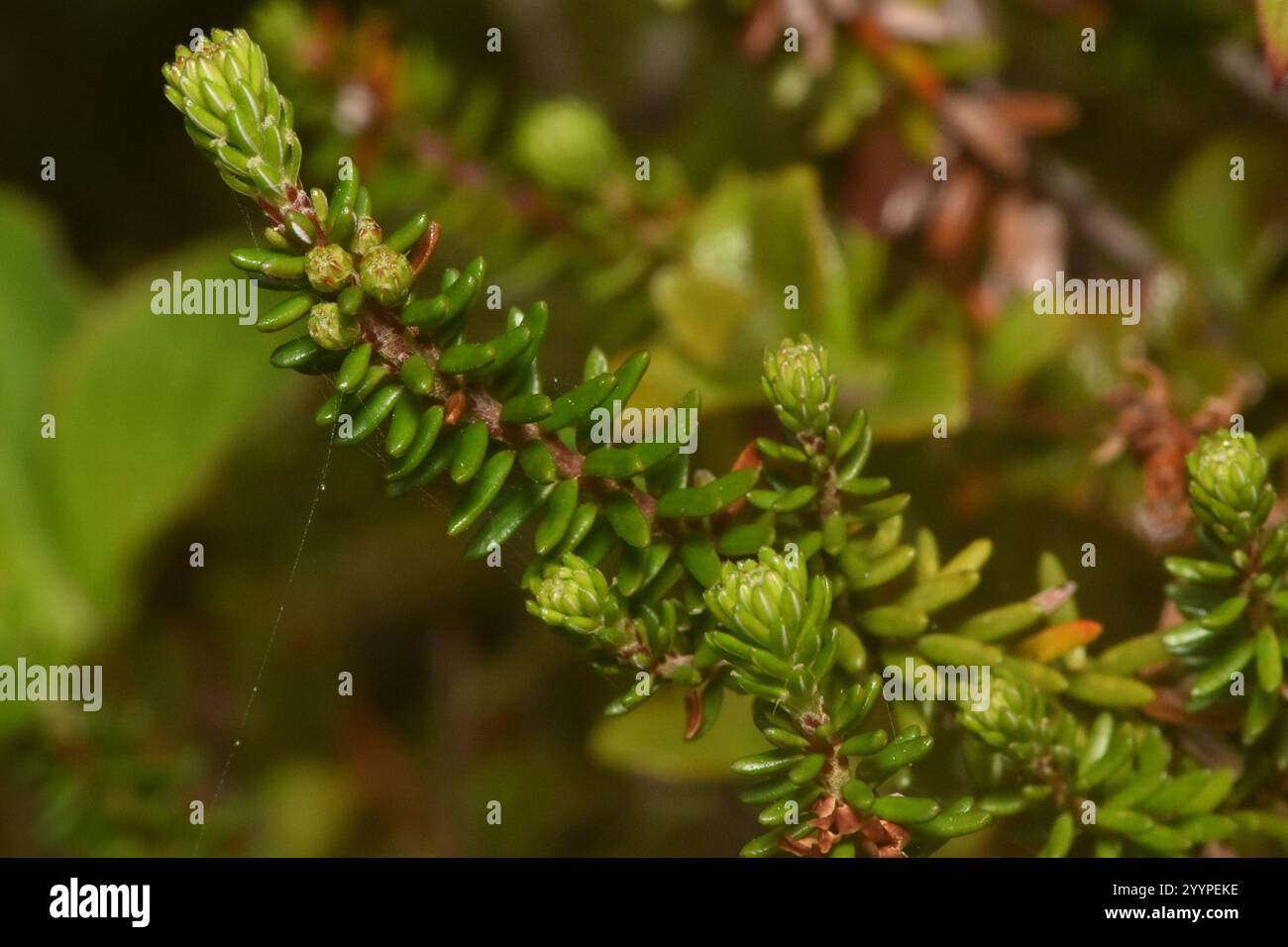 black crowberry (Empetrum nigrum Stock Photo - Alamy