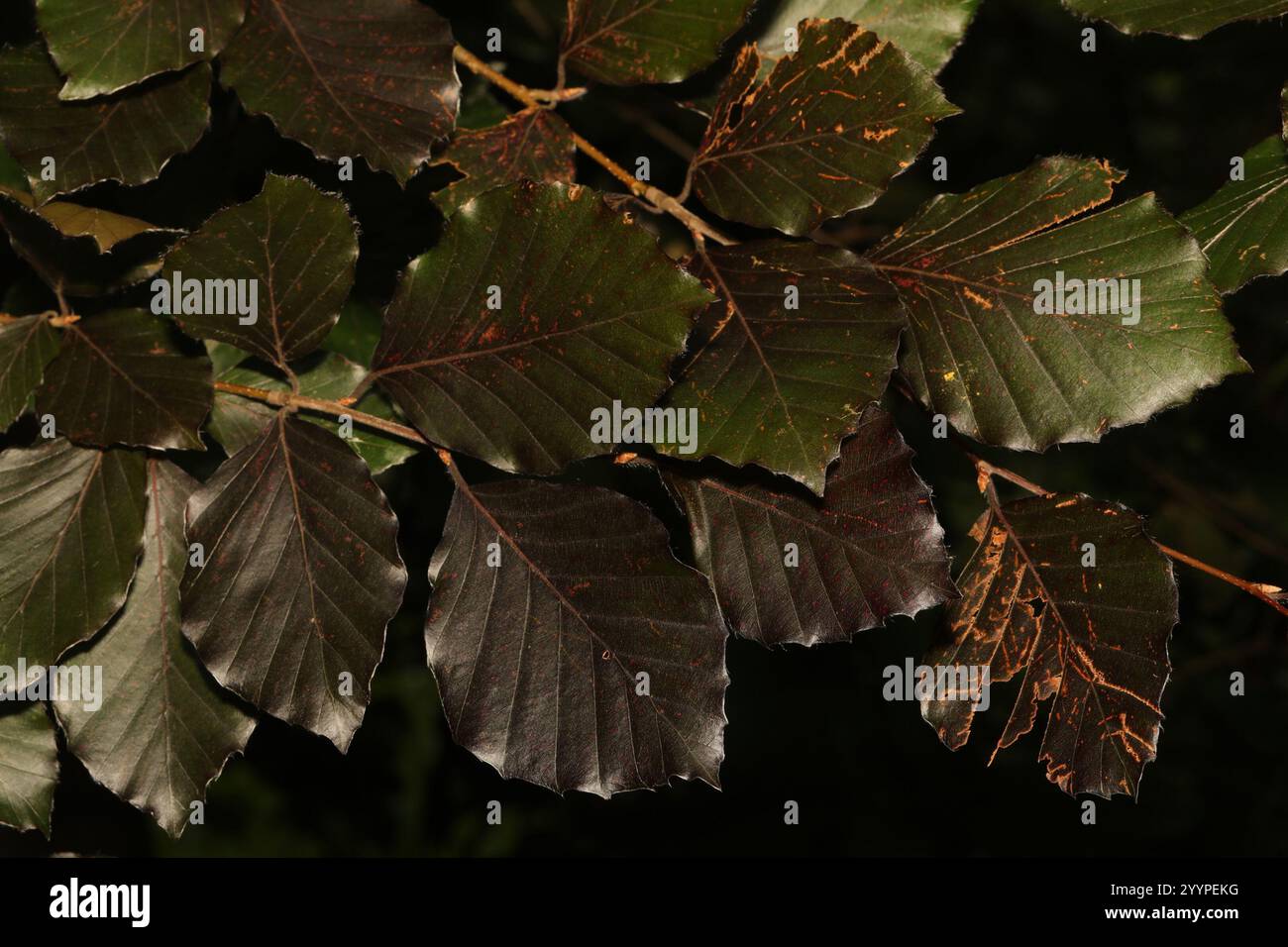 European beech (Fagus sylvatica Stock Photo - Alamy