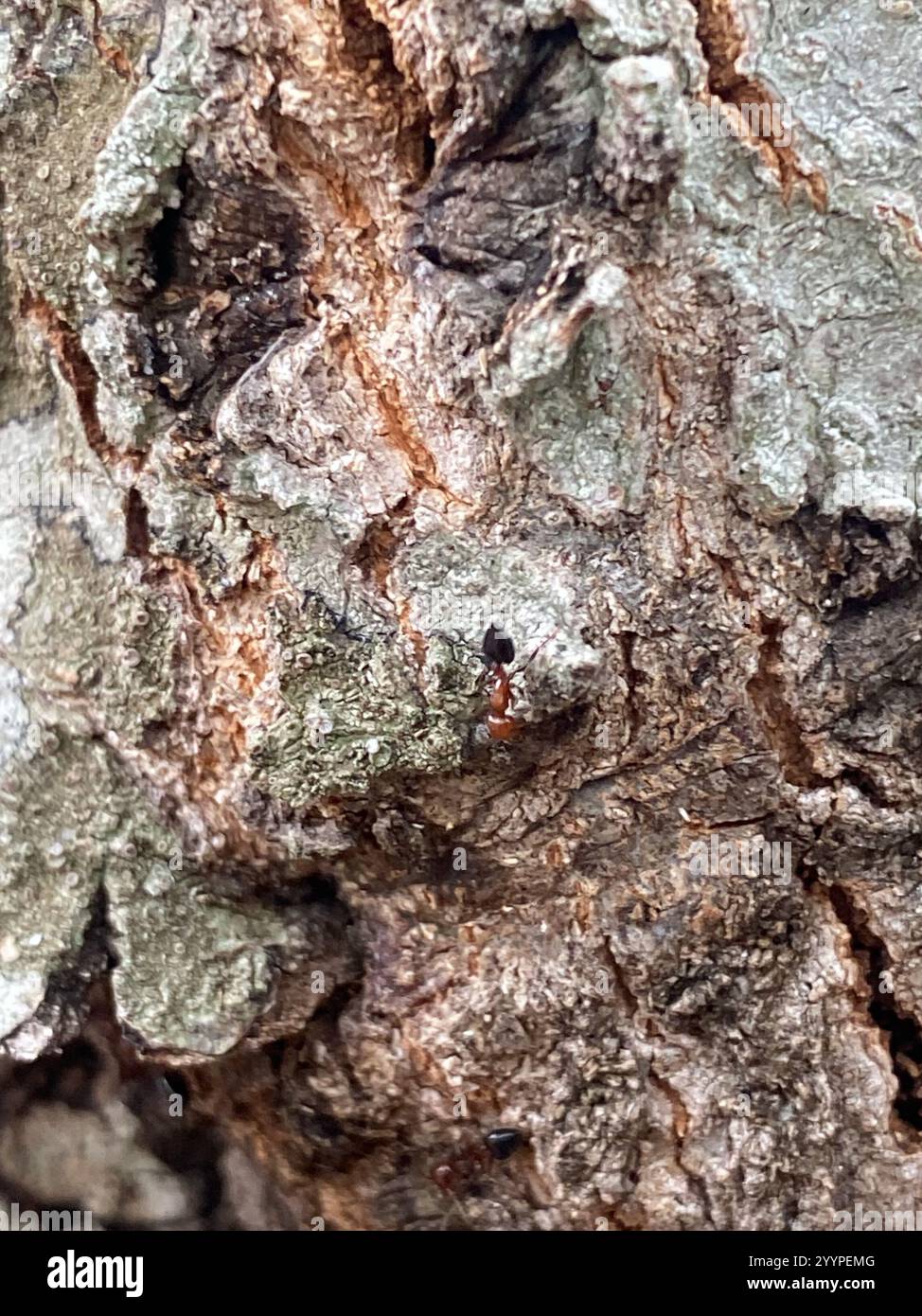 Shiny Acrobat Ant (Crematogaster laeviuscula Stock Photo - Alamy