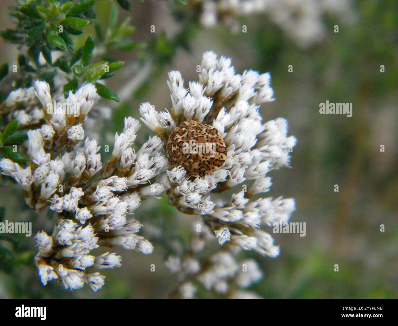 Sphaerocoris hi-res stock photography and images - Alamy