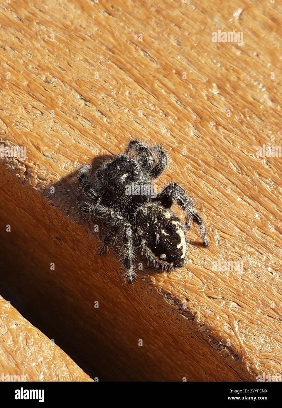 Boreal Tufted Jumping Spider (Phidippus borealis Stock Photo - Alamy