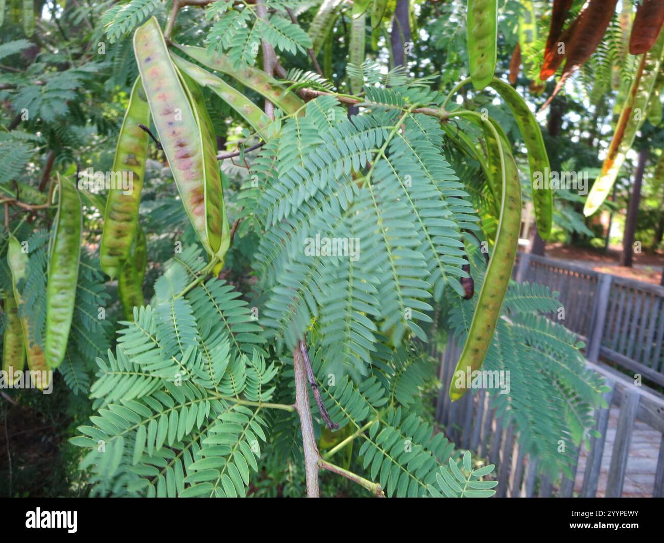 Leadtrees hi-res stock photography and images - Alamy