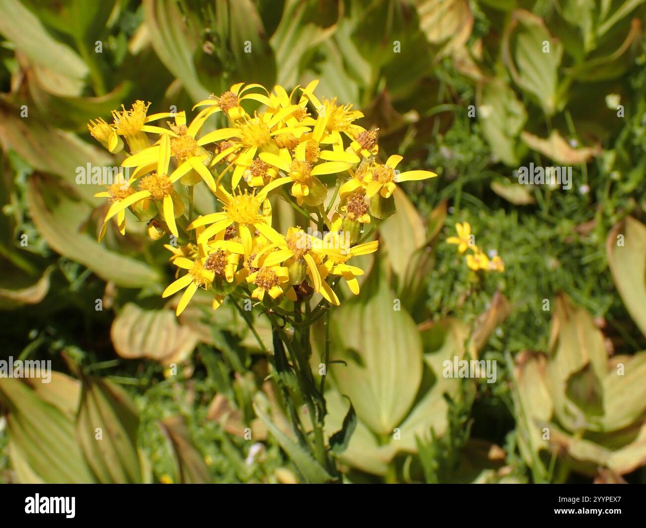 Arrowleaf Senecio (Senecio triangularis Stock Photo - Alamy