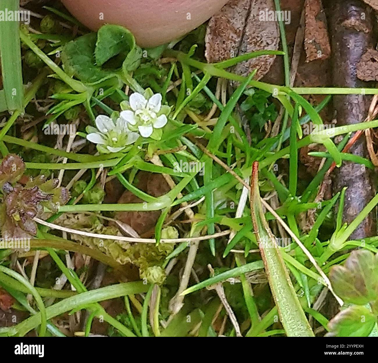 Alpine Pearlwort (Sagina saginoides Stock Photo - Alamy