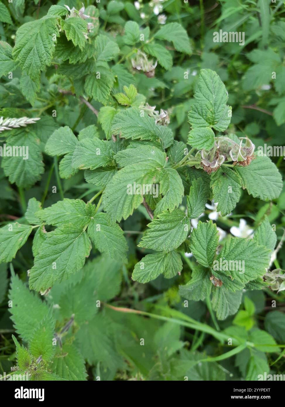 red raspberry (Rubus idaeus Stock Photo - Alamy