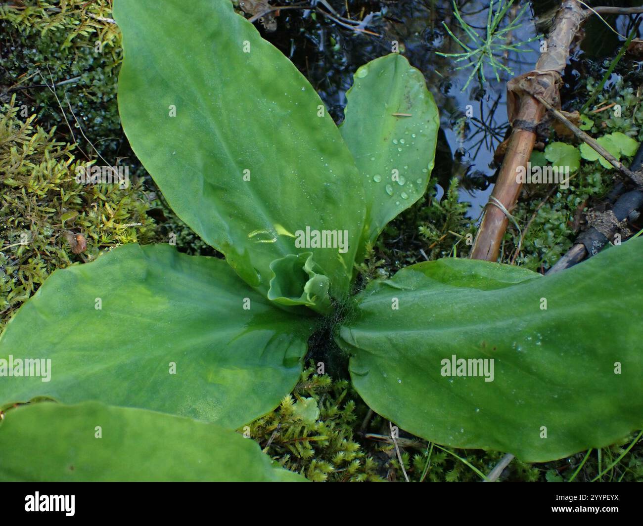 western skunk cabbage (Lysichiton americanus Stock Photo - Alamy