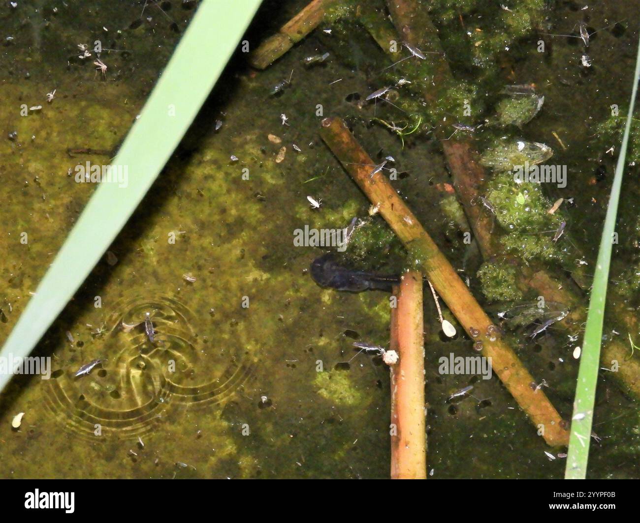 Marbled rubber frog (Phrynomantis annectens Stock Photo - Alamy