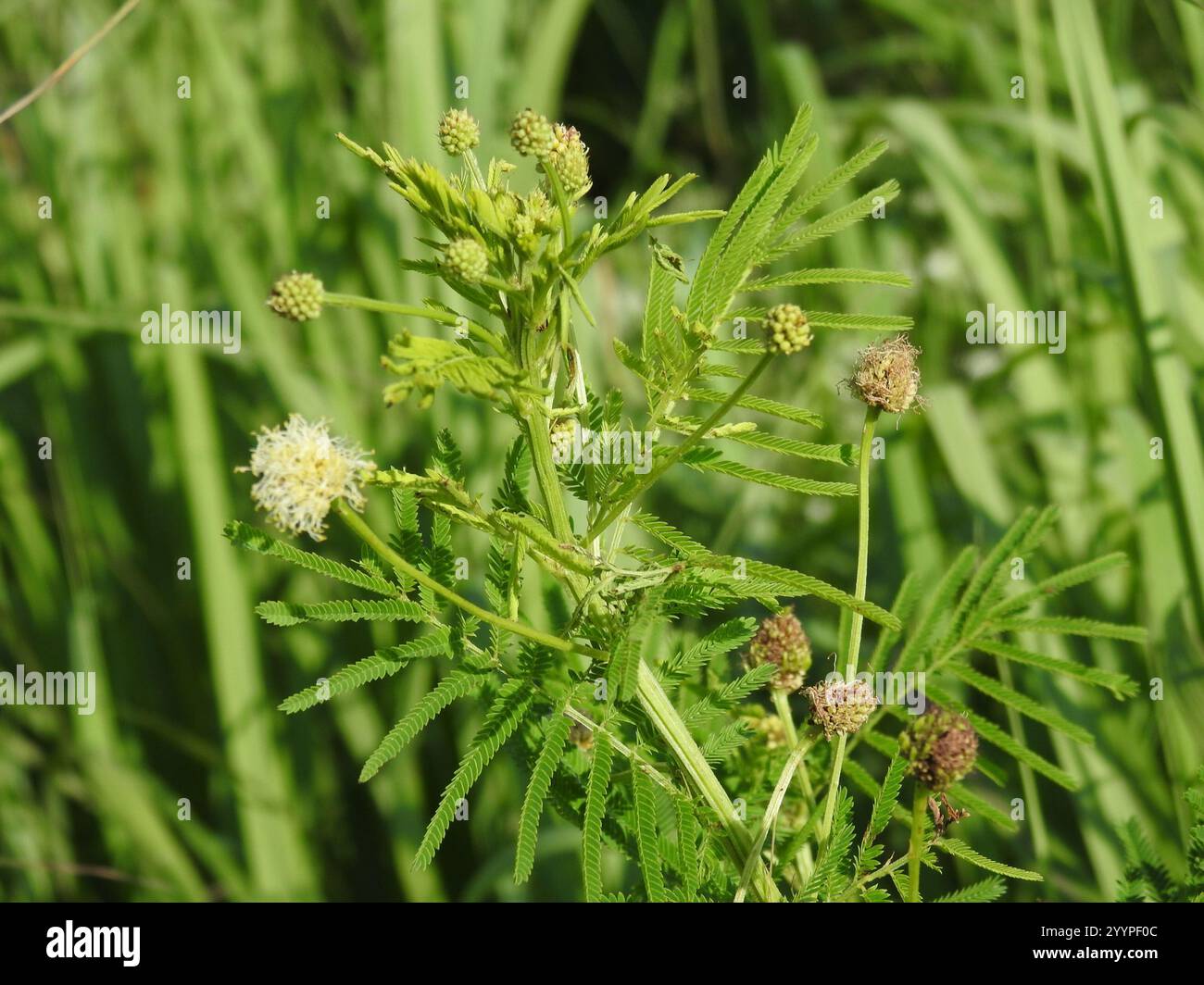 Illinois bundleflower (Desmanthus illinoensis Stock Photo - Alamy