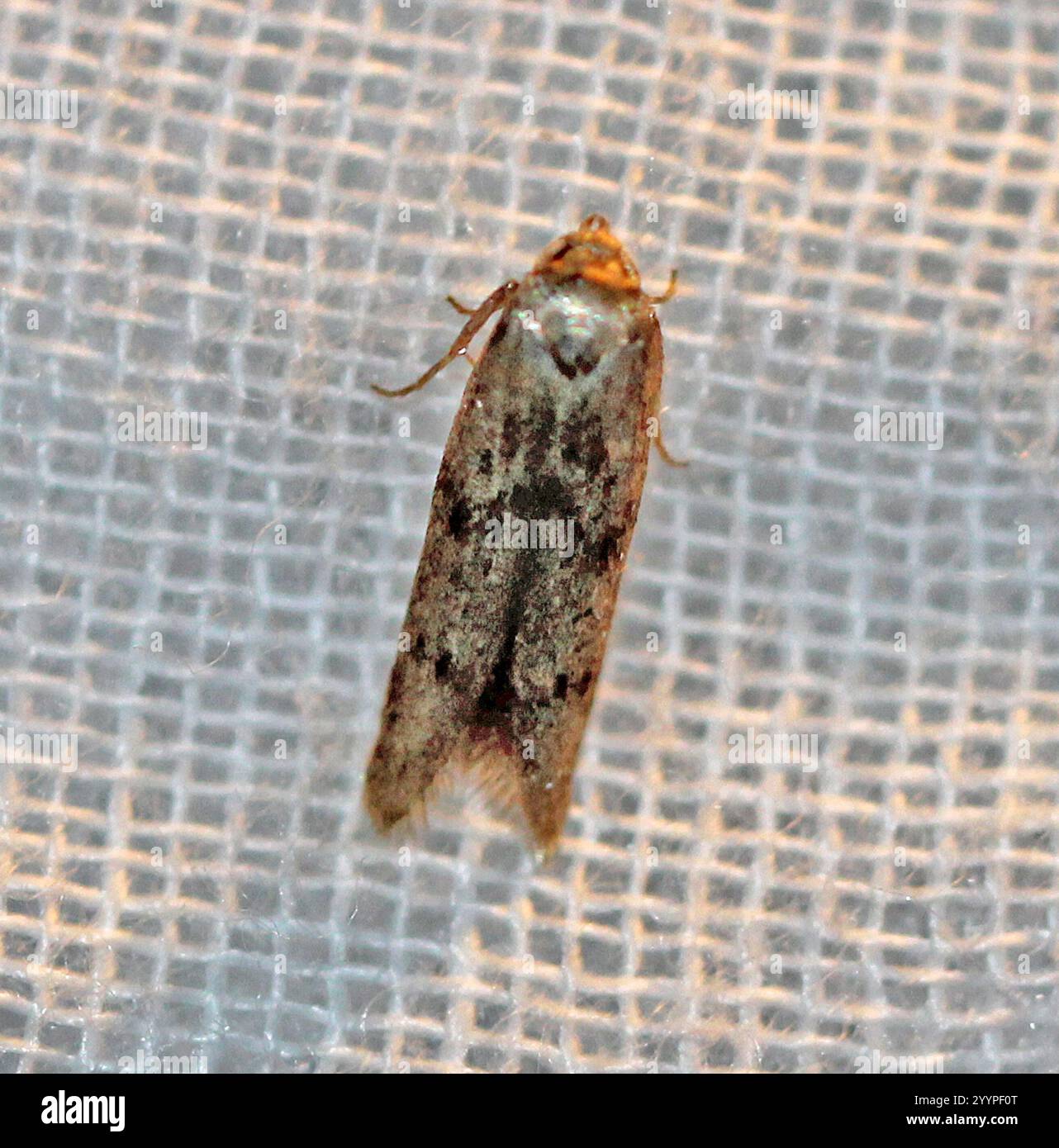 Acorn Moth (Blastobasis glandulella Stock Photo - Alamy