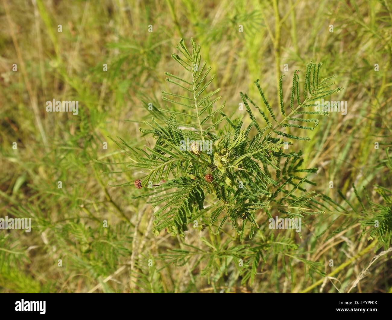 Illinois bundleflower (Desmanthus illinoensis Stock Photo - Alamy