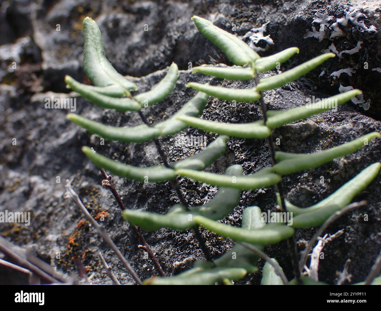 Cliffbrake hi-res stock photography and images - Alamy