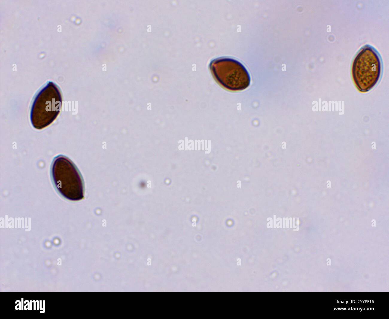 Banded Mottlegill (Panaeolus cinctulus Stock Photo - Alamy