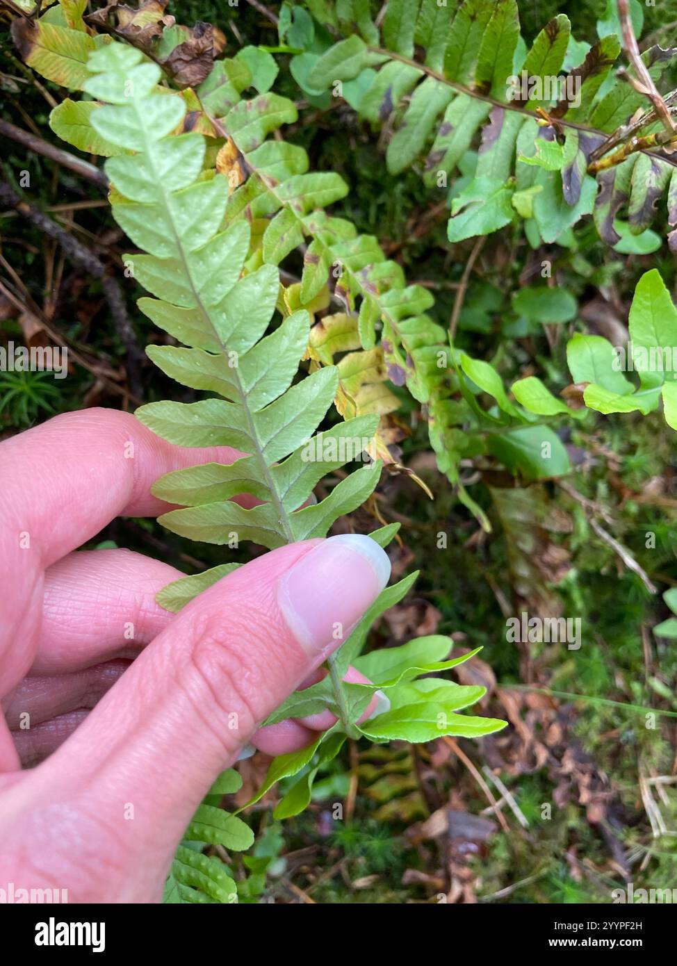 common polypody (Polypodium vulgare Stock Photo - Alamy