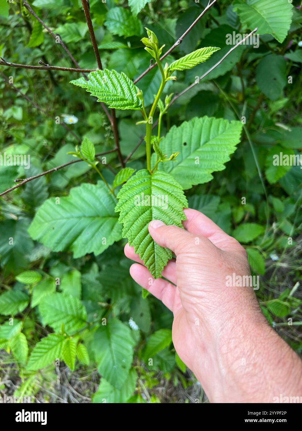 Red Alder (Alnus rubra Stock Photo - Alamy