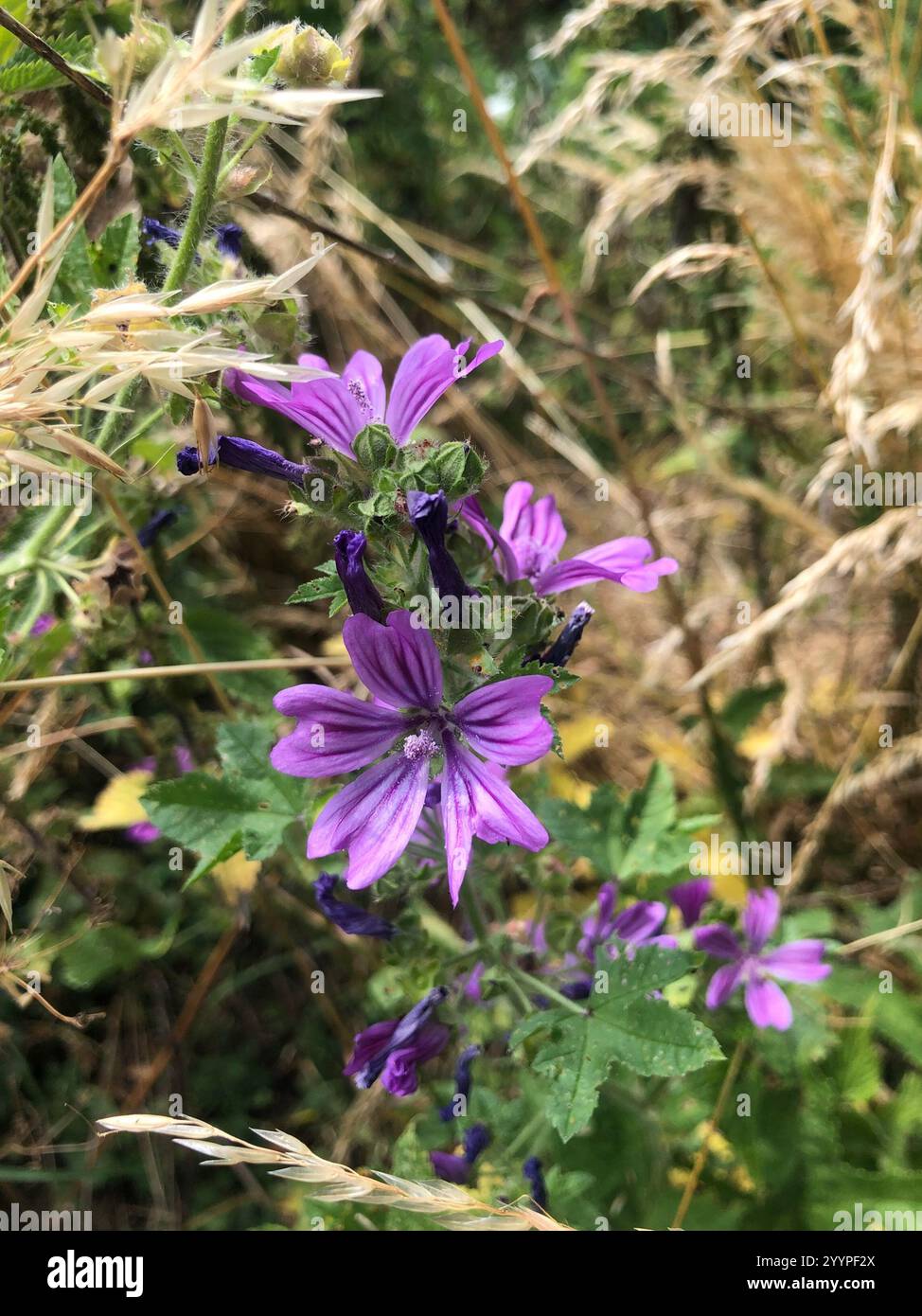 Common Mallow (Malva sylvestris Stock Photo - Alamy