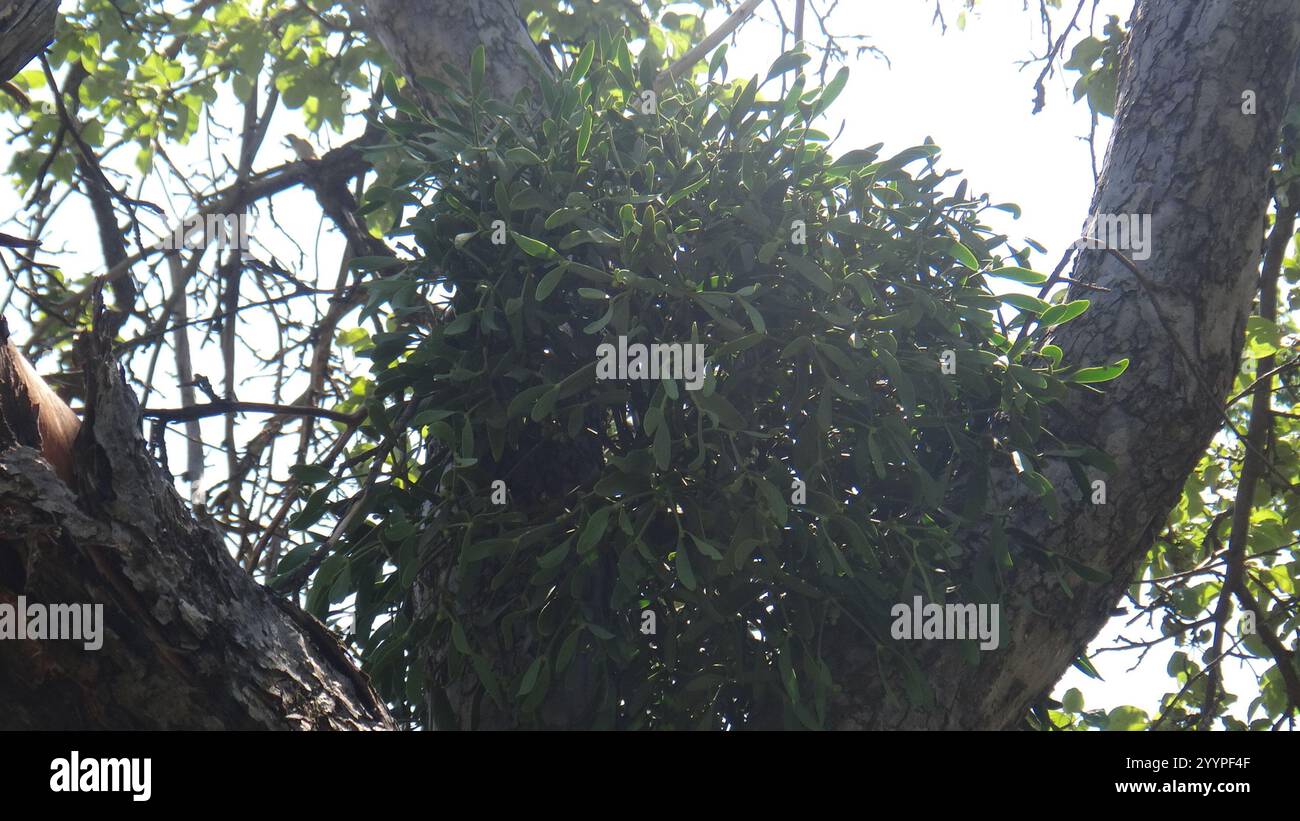 European Mistletoe (Viscum album album Stock Photo - Alamy