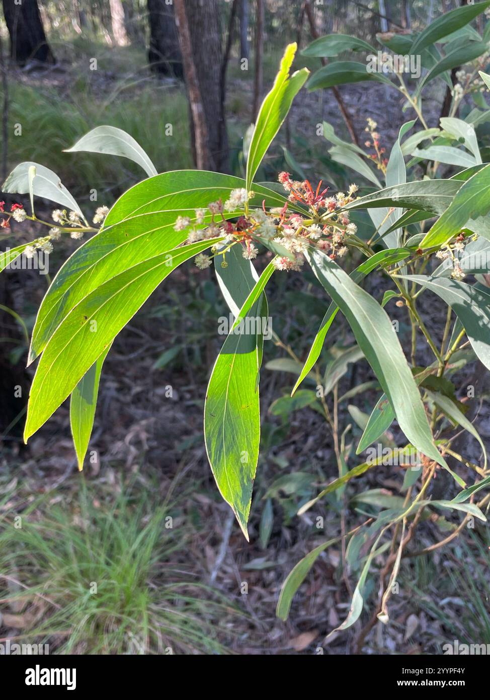 sickle wattle (Acacia falcata Stock Photo - Alamy