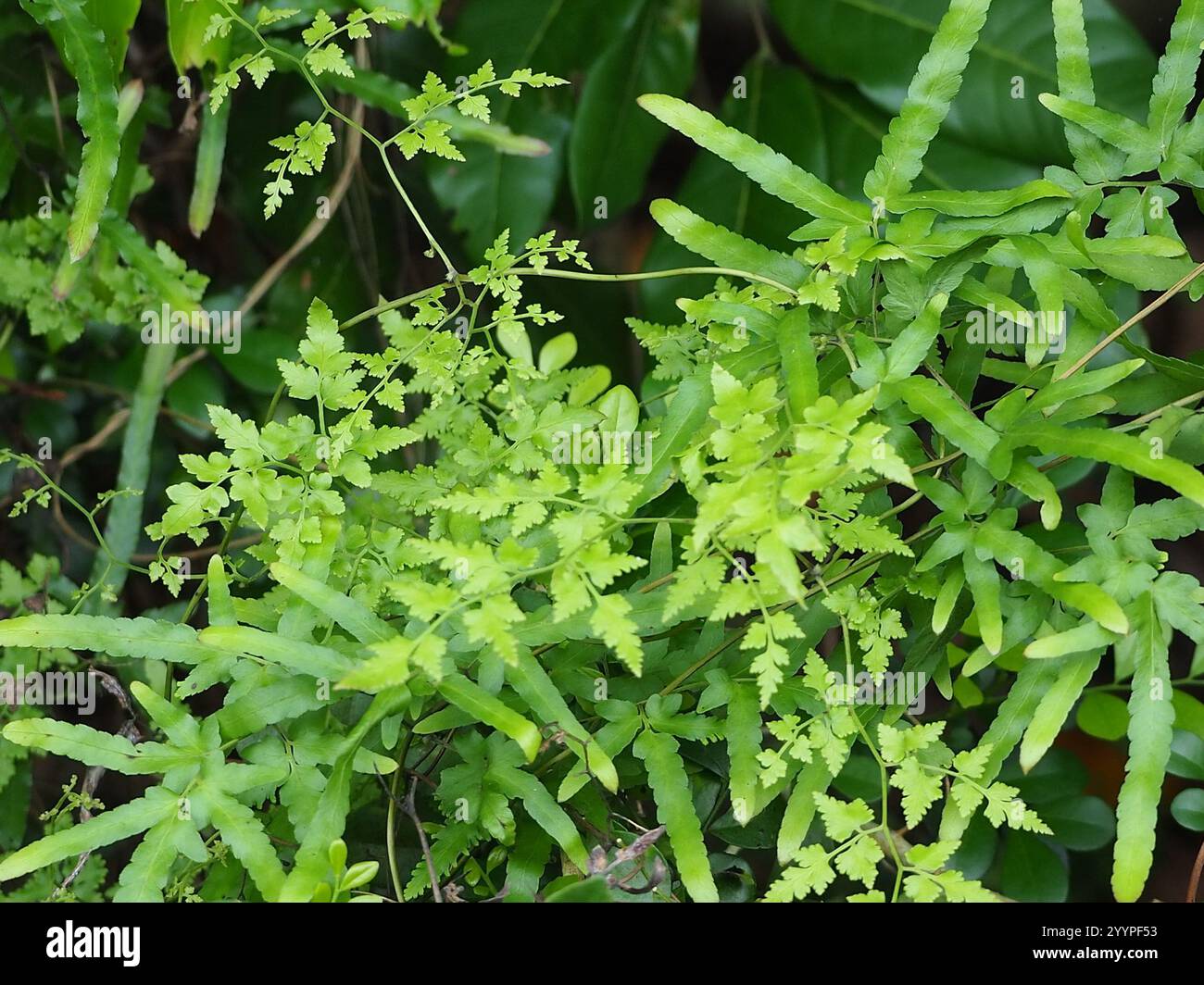 Japanese climbing fern (Lygodium japonicum Stock Photo - Alamy
