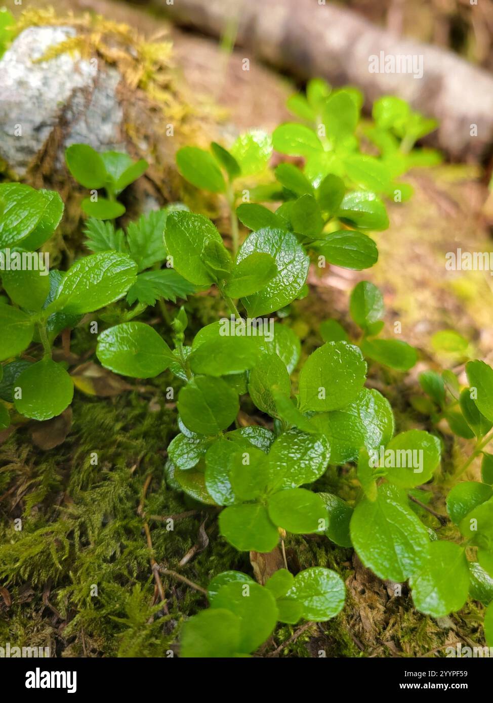 Twinflower (Linnaea borealis Stock Photo - Alamy