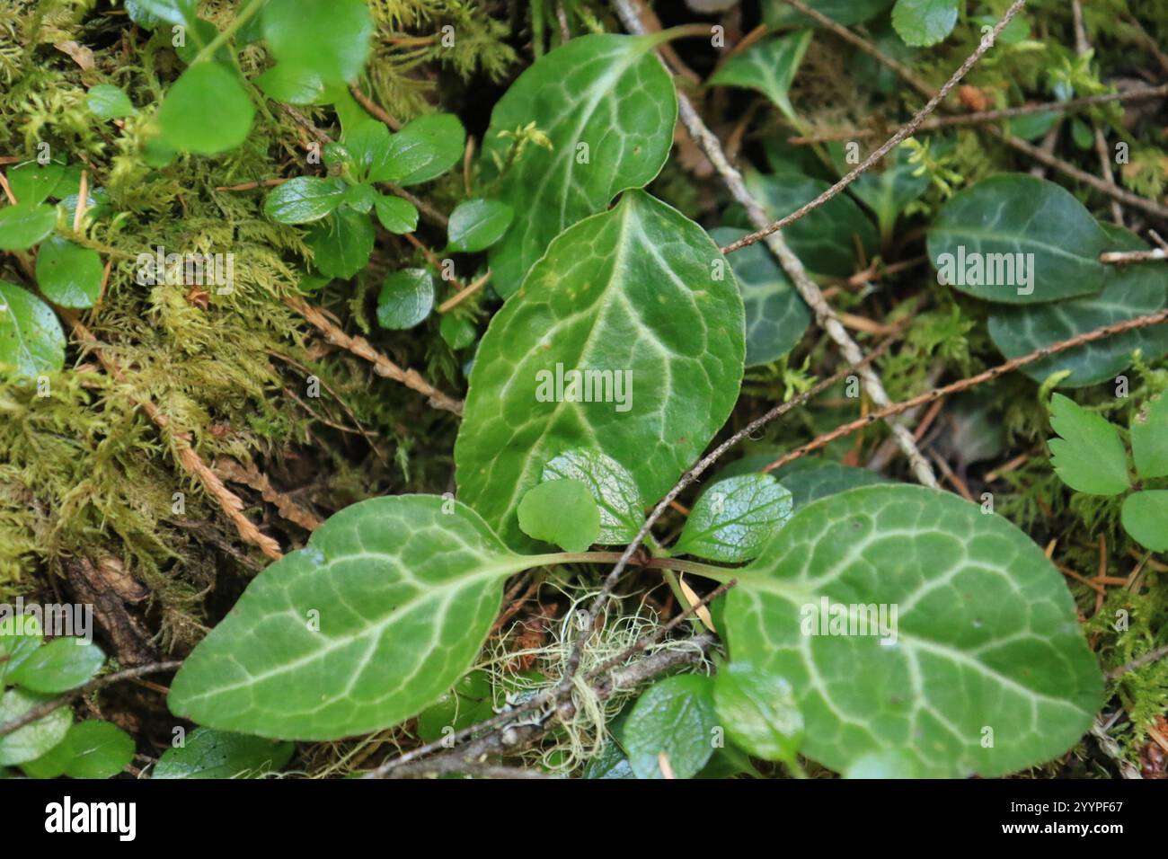 white-veined wintergreen (Pyrola picta Stock Photo - Alamy