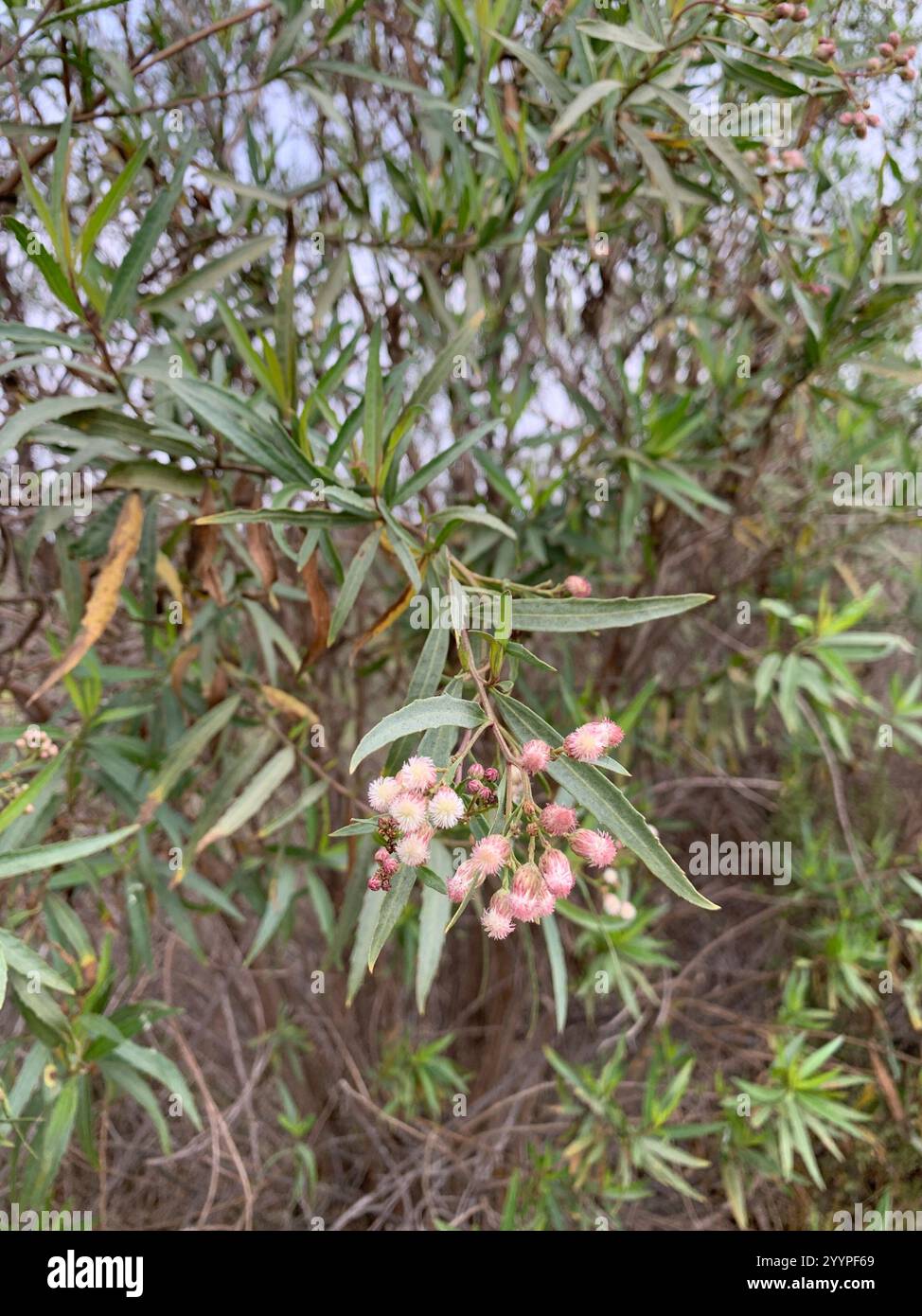 mule fat (Baccharis salicifolia Stock Photo - Alamy