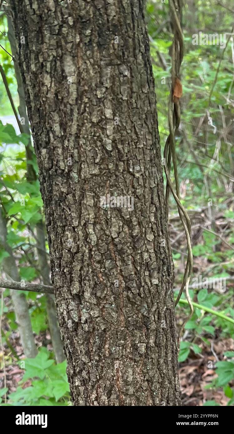 southern red oak (Quercus falcata Stock Photo - Alamy