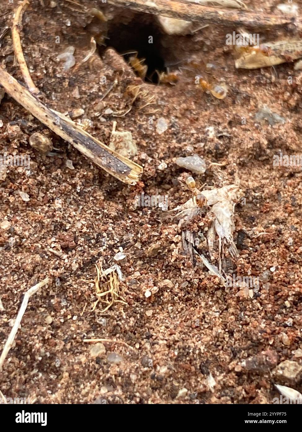 Yellow Pyramid Ant (Dorymyrmex flavus Stock Photo - Alamy
