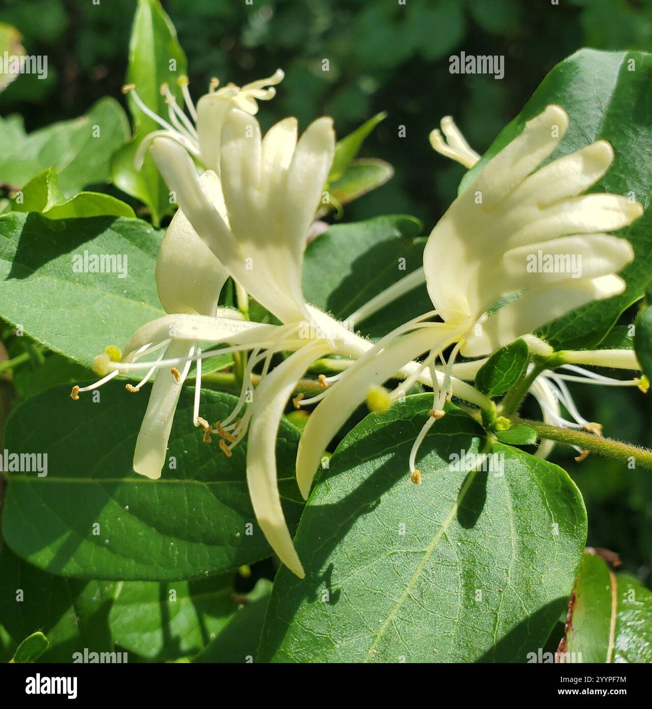 Japanese honeysuckle (Lonicera japonica Stock Photo - Alamy