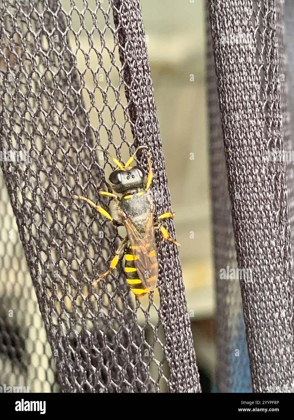 Square-headed Wasps, Sand Wasps, and Allies (Crabronidae Stock Photo ...