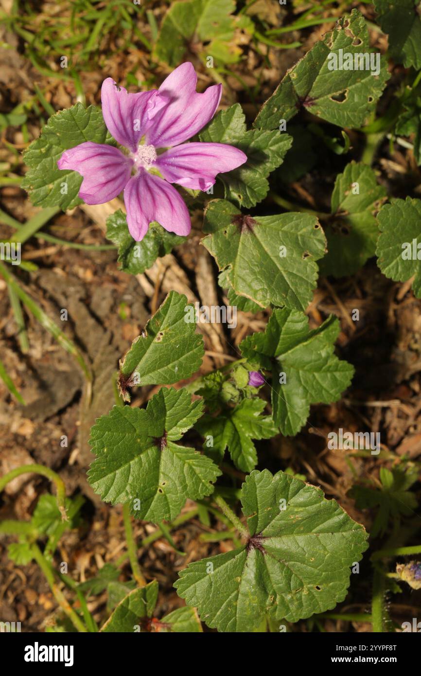 Common Mallow (Malva sylvestris Stock Photo - Alamy