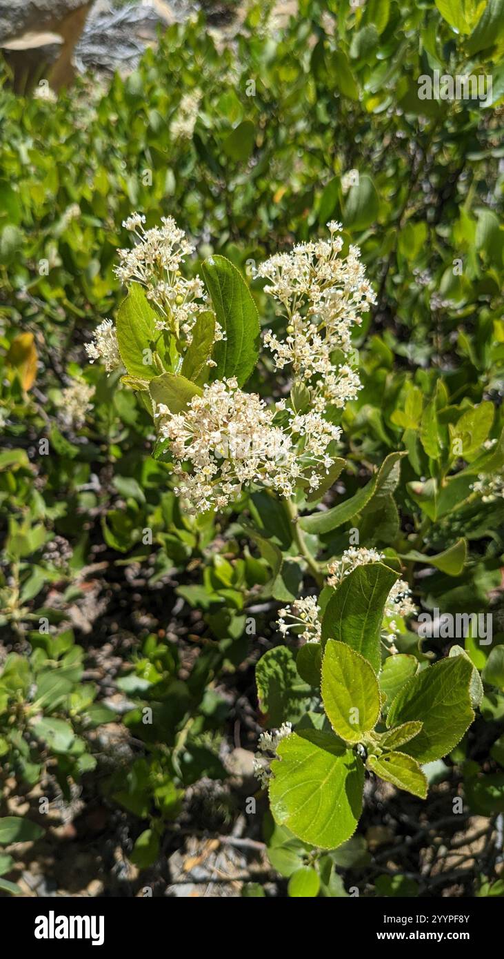 Snowbrush Ceanothus (Ceanothus velutinus Stock Photo - Alamy