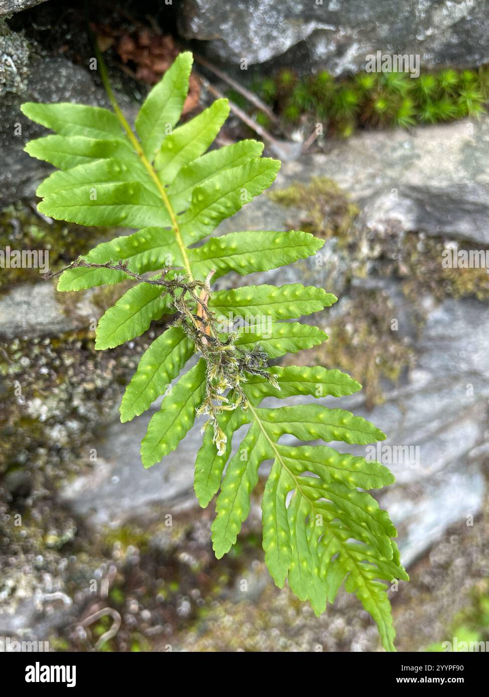 common polypody (Polypodium vulgare Stock Photo - Alamy