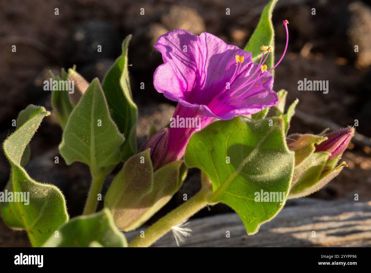 Colorado Four o'Clock (Mirabilis multiflora Stock Photo - Alamy