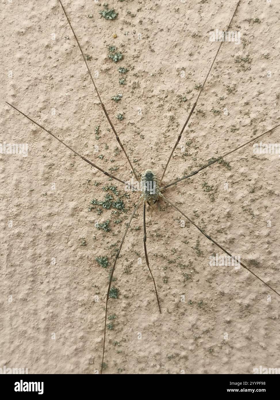 European Harvestman (Phalangium opilio Stock Photo - Alamy