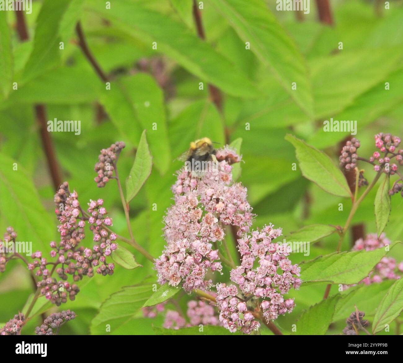 Tree Bumble Bee (Bombus hypnorum Stock Photo - Alamy