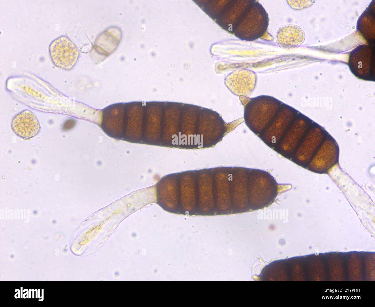 Orange Bramble Rust (Phragmidium bulbosum Stock Photo - Alamy